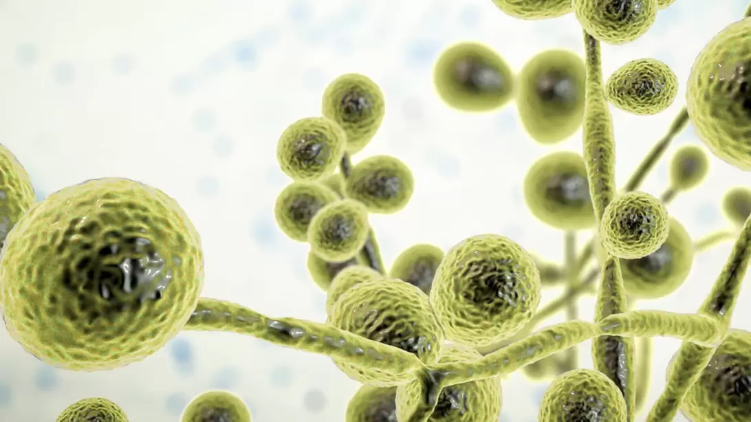 Hongos: ¿el ser humano se enfrenta a una amenaza mundial?